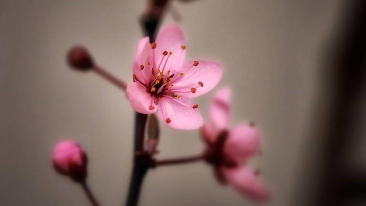 Die heilige Barbara und der blühende Zweig